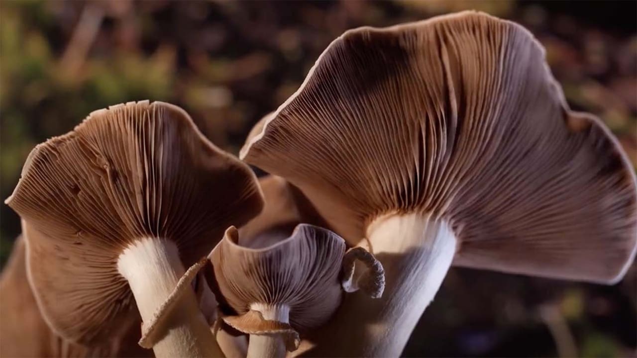 Documentary Fantastic Fungi Fantastic Fungi - Frank Movie Reviews